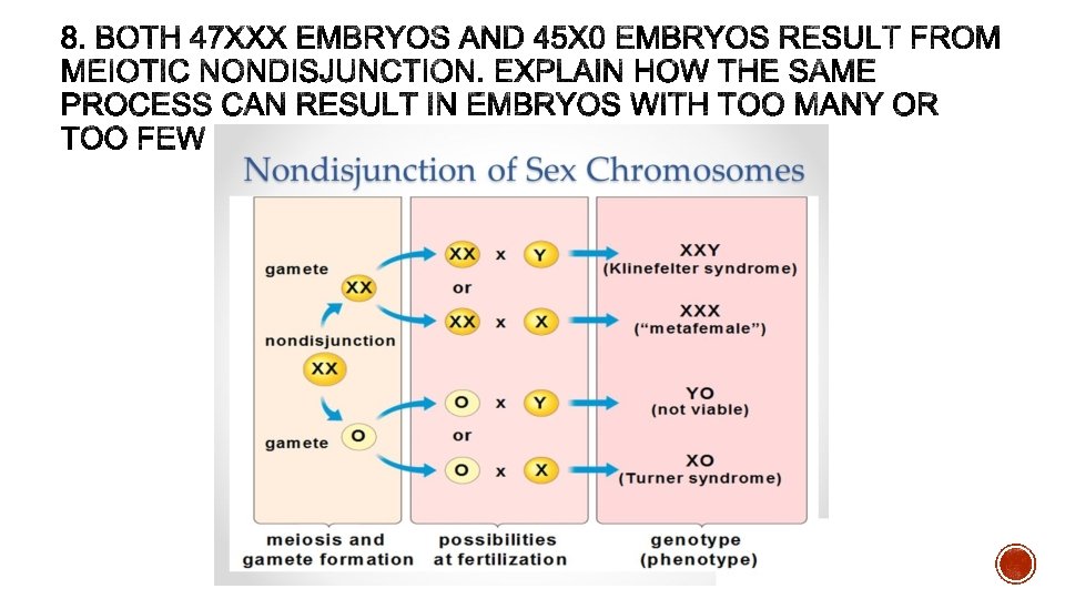 Haploid gametes Homologous chromosomes Sister chromatids An egg
