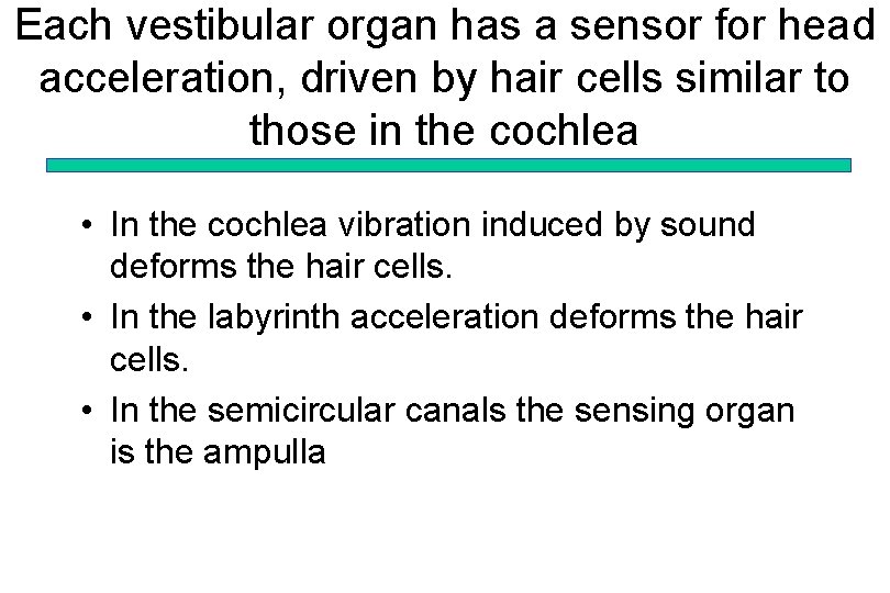 The vestibular system Michael E Goldberg M D