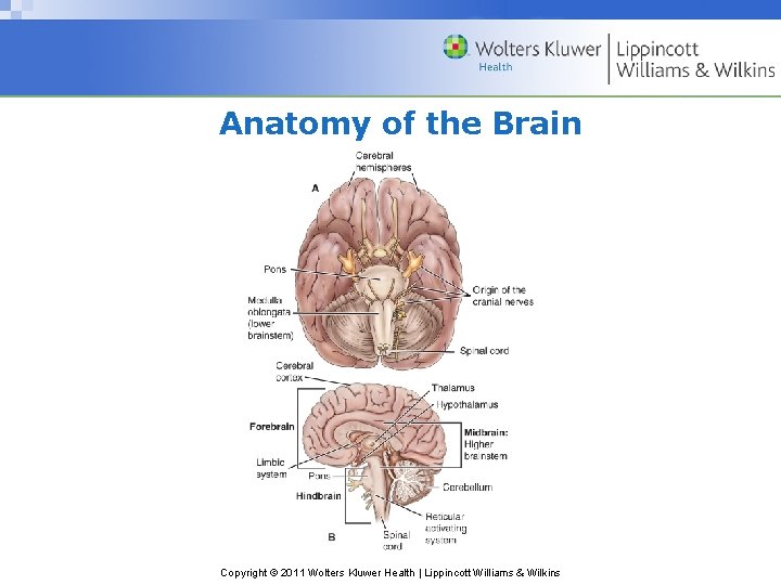 Introduction to Nerves and the Nervous System Chapter