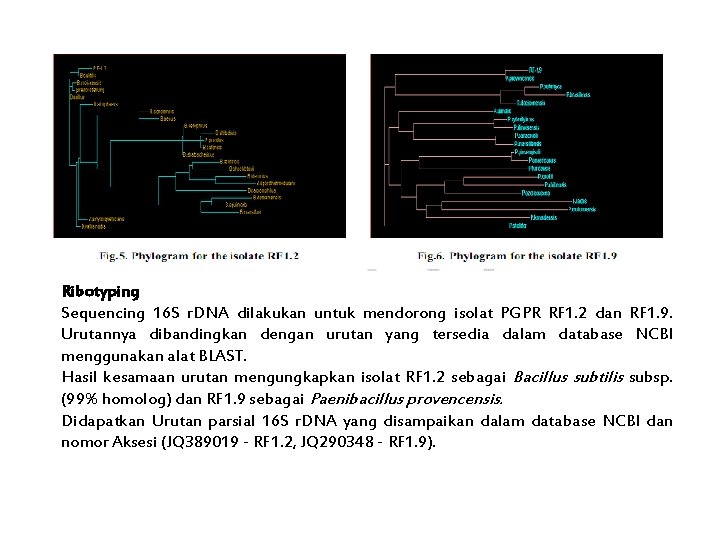 RIBOTYPING PLANT GROWTH PROMOTING RHIZOBACTERIA PGPR DARI TANAH