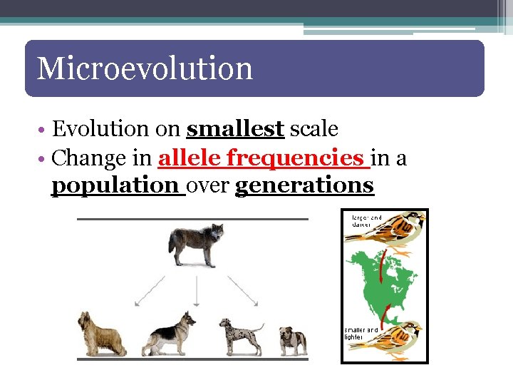 Chapter 21 The Evolution of Populations What you