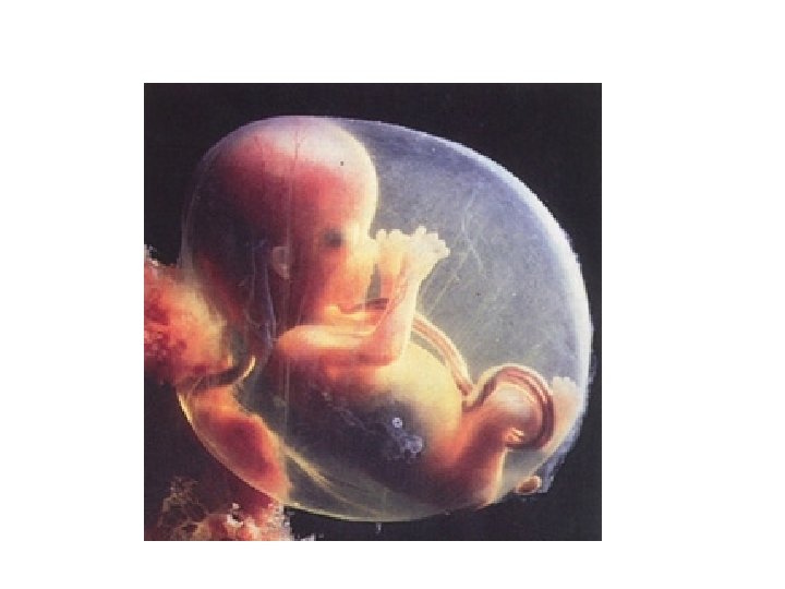 Foetal Membranes Amnion Definition The thin transparent inner