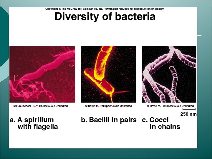 Bacteria Kingdom Monera bacteria All prokaryotic cells Nucleiod