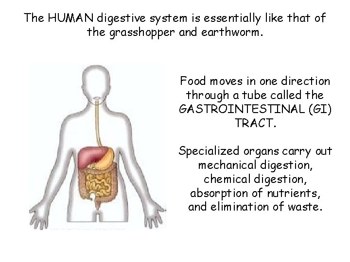 The HUMAN digestive system is essentially like that