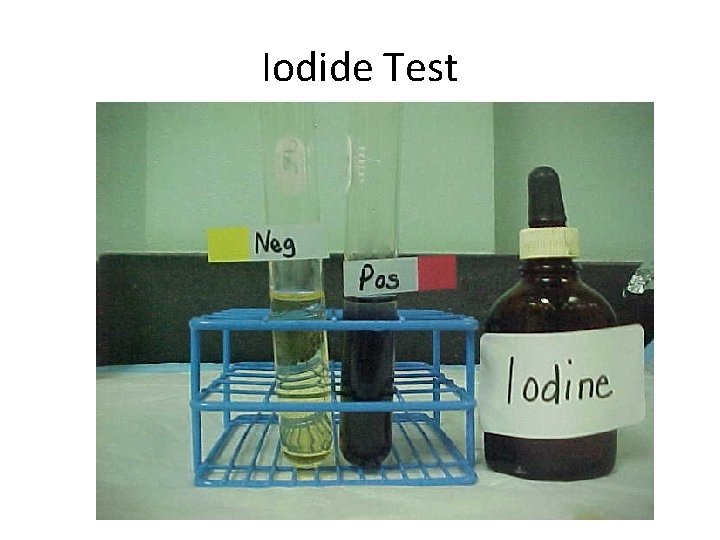 Macromolecule Tests INB Pg 27 Testing for Presence