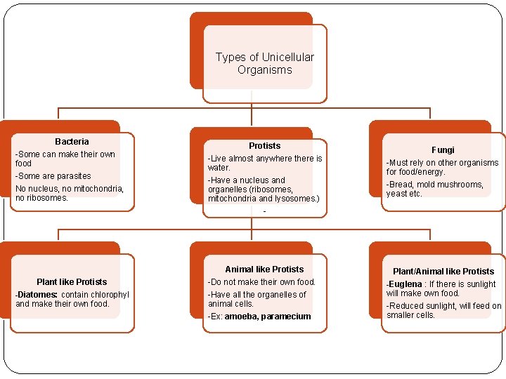 Unicellular Organisms What are the characteristics of unicellular