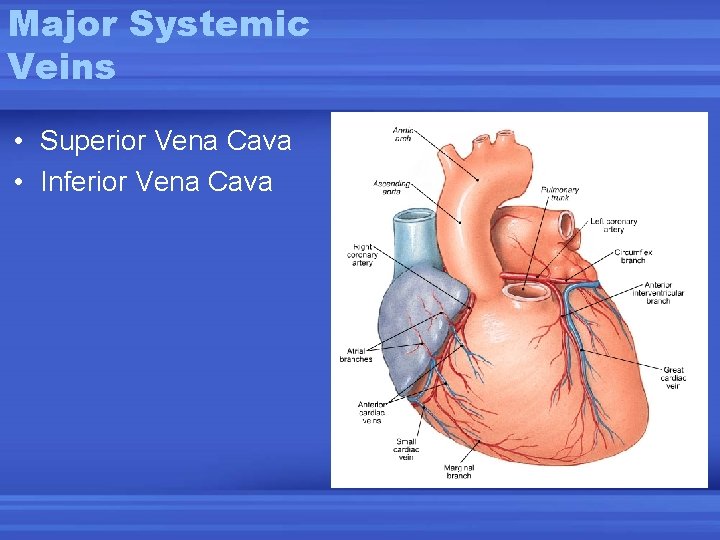 Functional Anatomy of Blood Vessels Special Circulations Right