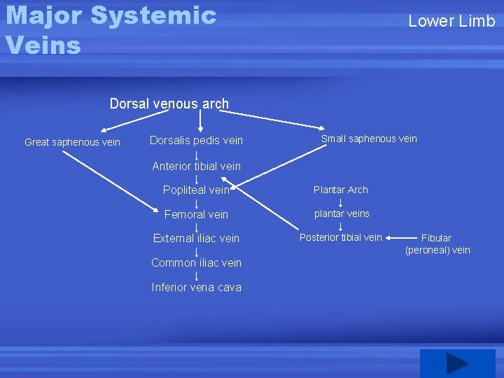 Functional Anatomy of Blood Vessels Special Circulations Right