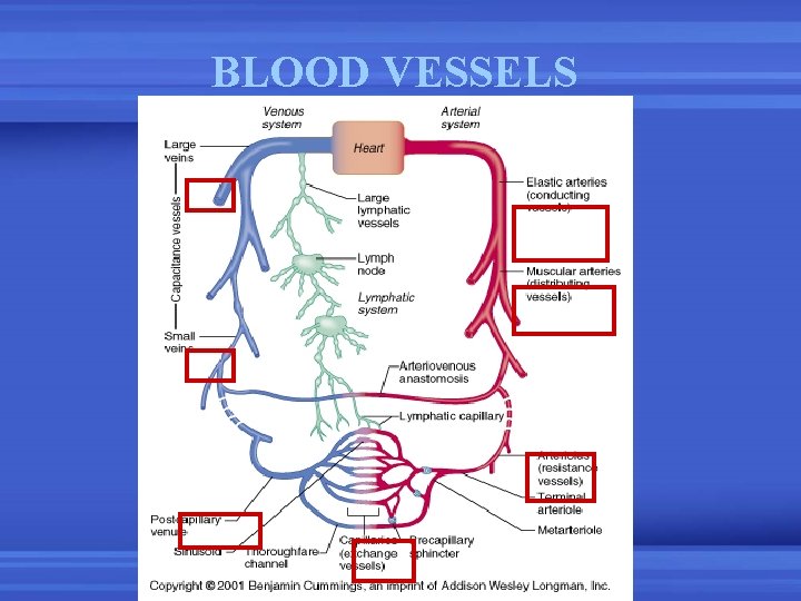 Functional Anatomy of Blood Vessels Special Circulations Right