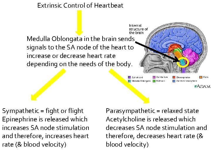 CHAPTER 10 THE HEART CIRCULATION BLOOD AORTA CARDIAC
