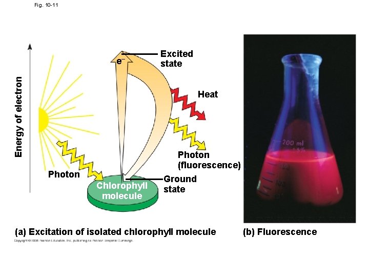 Photosynthesis Light Reactions A little background info Chloroplasts