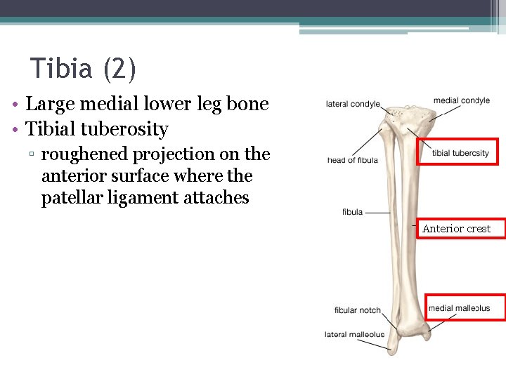 Appendicular Skeleton Anatomy Physiology Pectoral Girdle Scapula 2