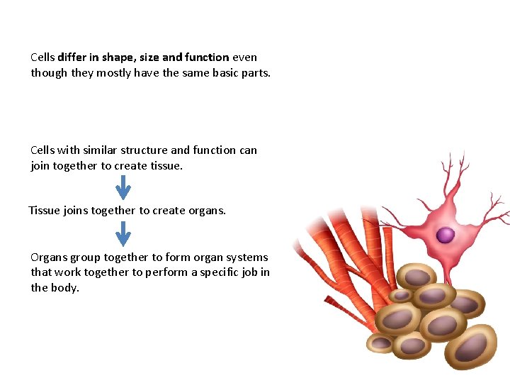Lesson 5 Basics of Body Structure Objectives Define