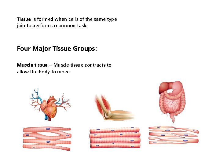 Lesson 5 Basics of Body Structure Objectives Define
