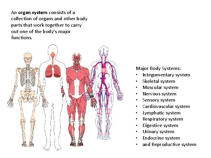 Lesson 5 Basics of Body Structure Objectives Define