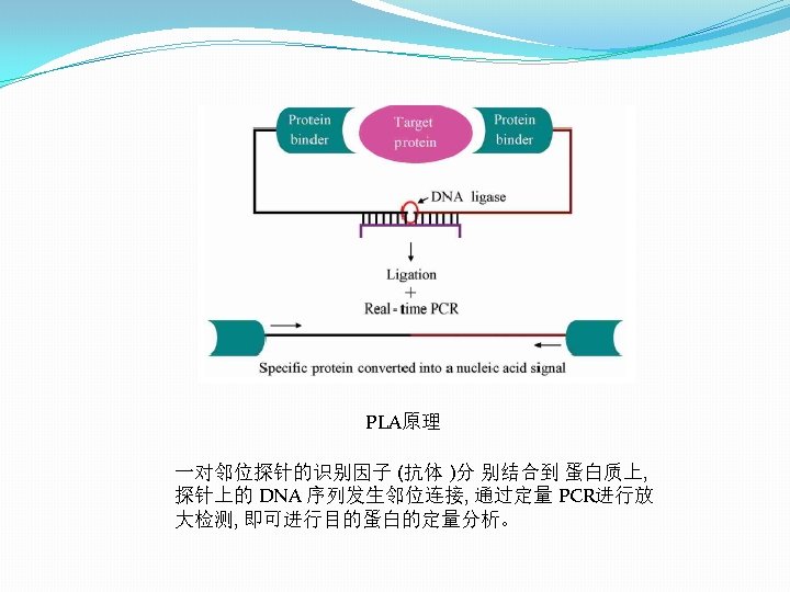 PLA PLA ULF Landegren2002 PDGFBB PLA 1 fmol