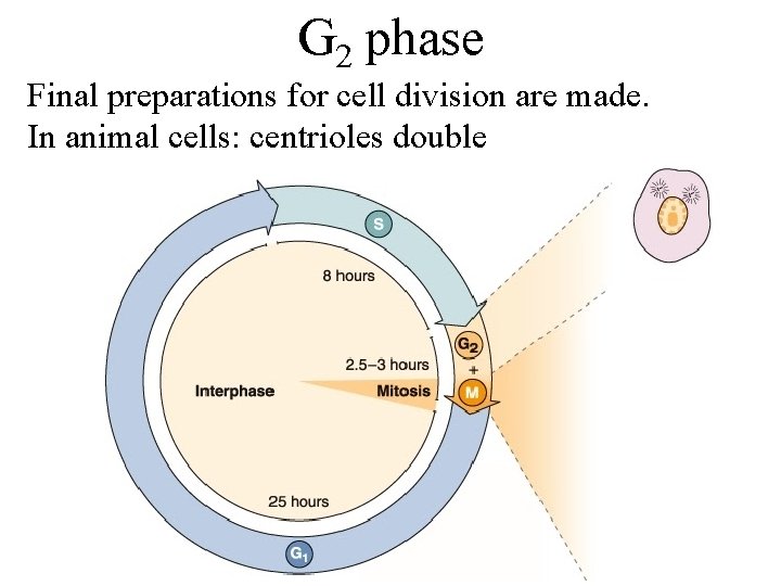 Chapter 3 5 Cell Division Bell Ringer A