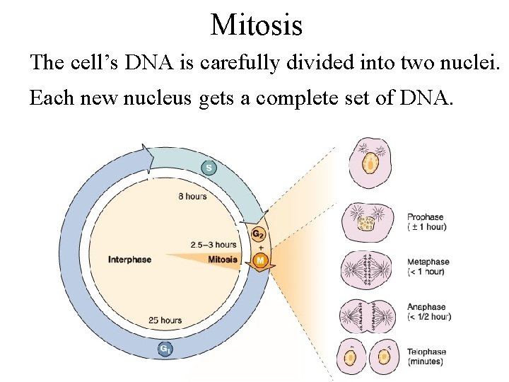 Chapter 3 5 Cell Division Bell Ringer A