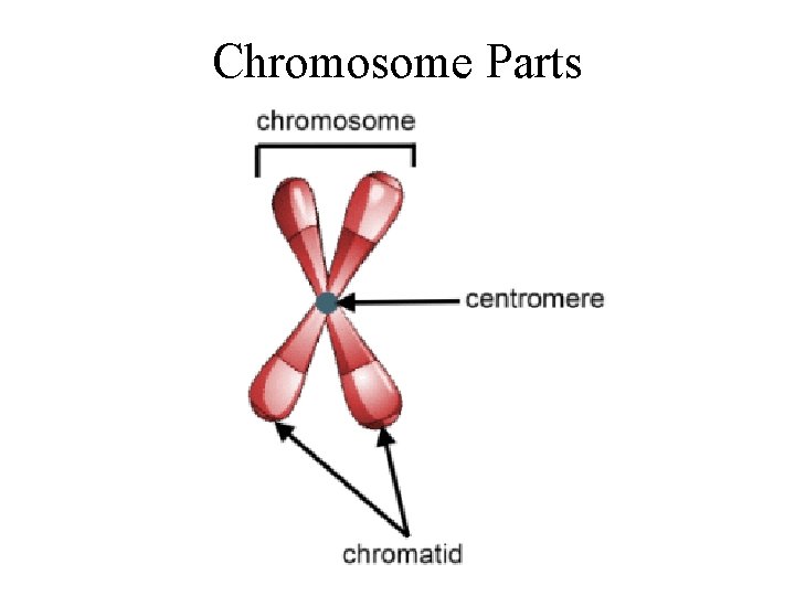 Chapter 3 5 Cell Division Bell Ringer A