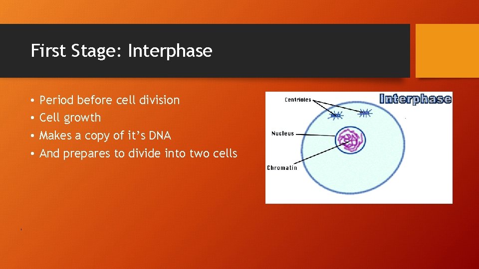 Lesson 44 Cell Cycle Activator Has your body