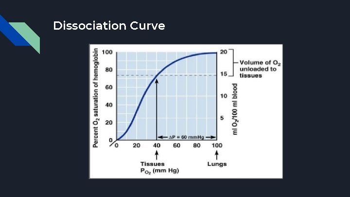19 6 Gas Transport February 8 th 2018