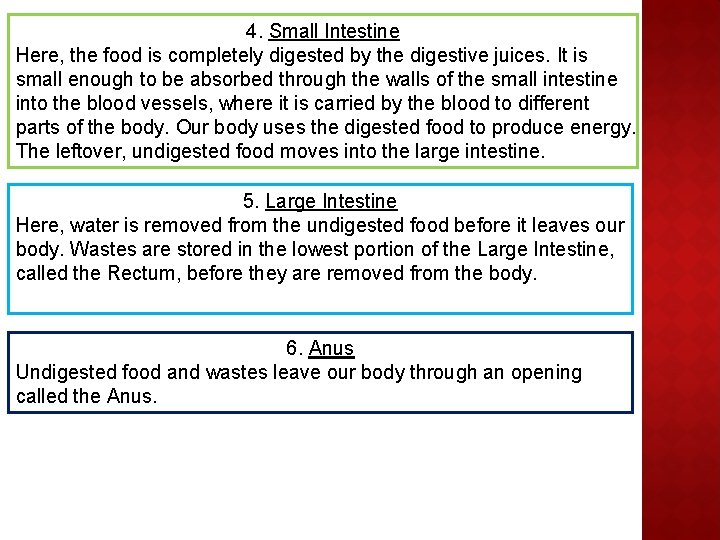 THE DIGESTIVE SYSTEM By Shraeyaa P 3 E