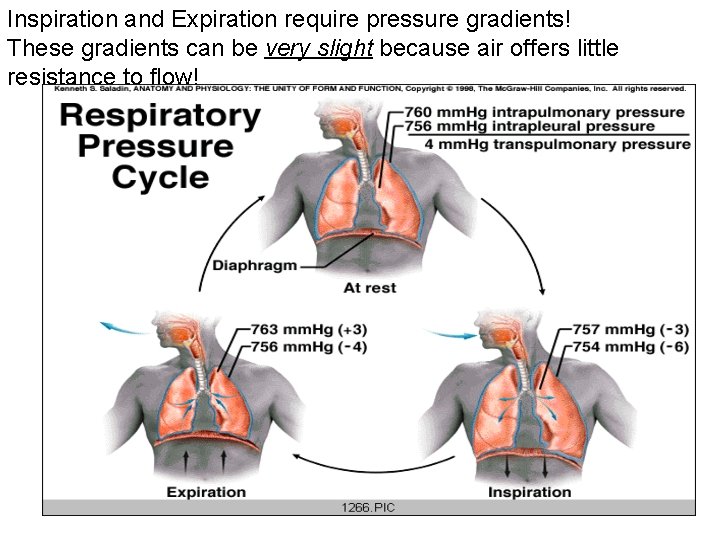What are the respiratory structures promote ventilation and