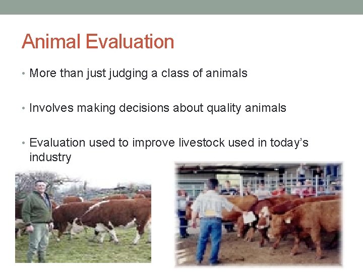 ANIMAL EVALUATION Mr Bailey AgriScience Bell Ringer 1954