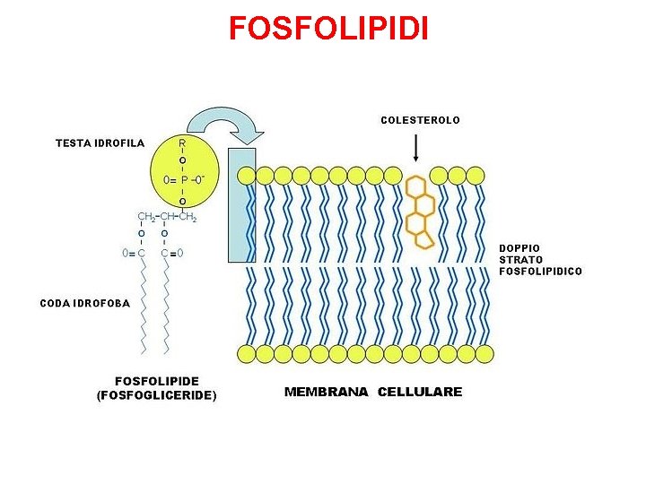 Chimica Organica e Biologica Prof Erik Laurini ALTRE