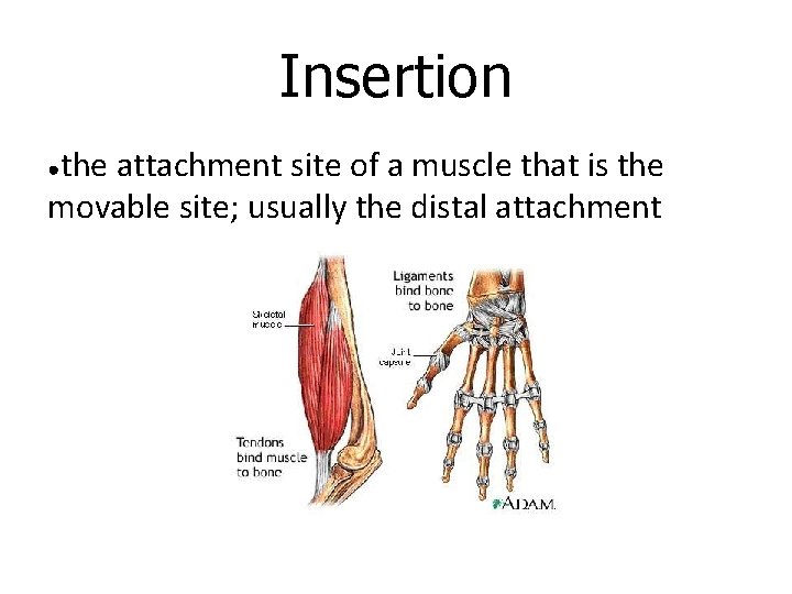 Intro to Muscle Notes Vocabulary Concussion Essay On