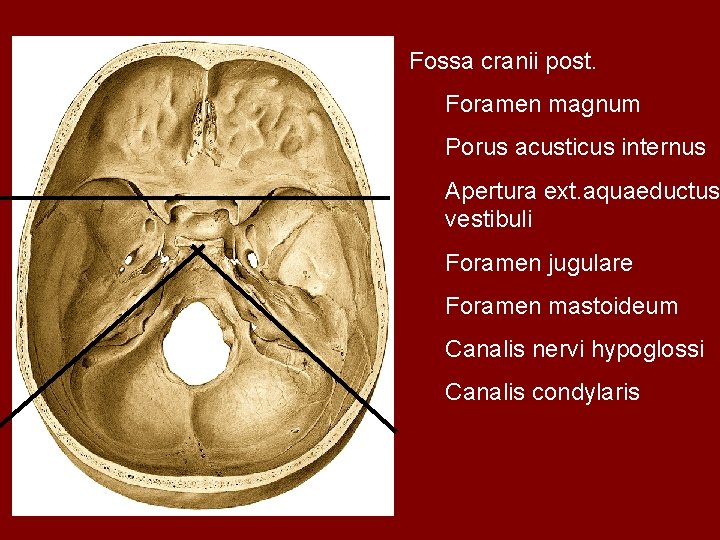 Anatomie Lebka jako celek dutiny pohlavn rozdly lebka