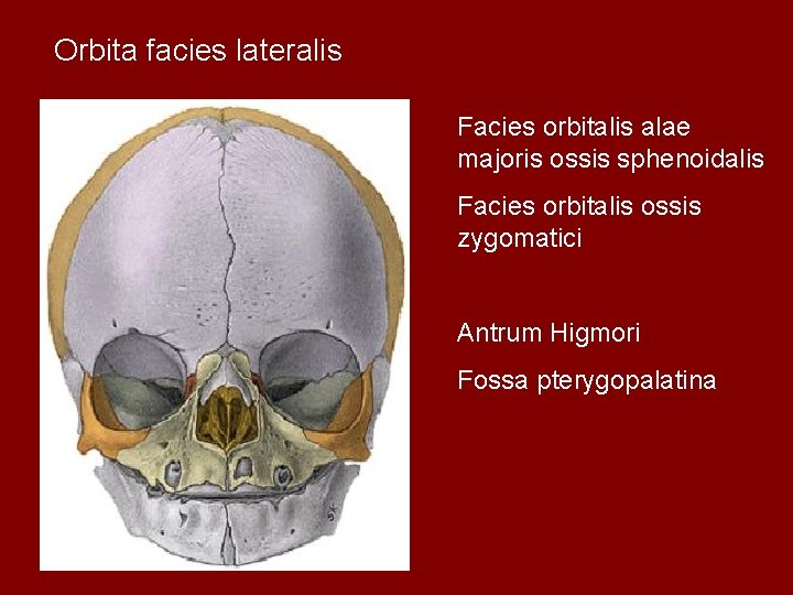 Anatomie Lebka jako celek dutiny pohlavn rozdly lebka