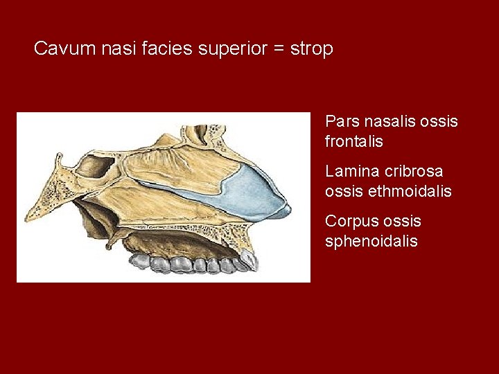 Anatomie Lebka jako celek dutiny pohlavn rozdly lebka