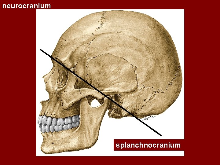 Anatomie Lebka jako celek dutiny pohlavn rozdly lebka