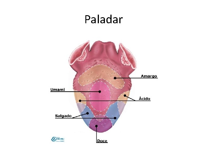 Sentidos do Corpo Humano Professora Luciana Ramalho 2018
