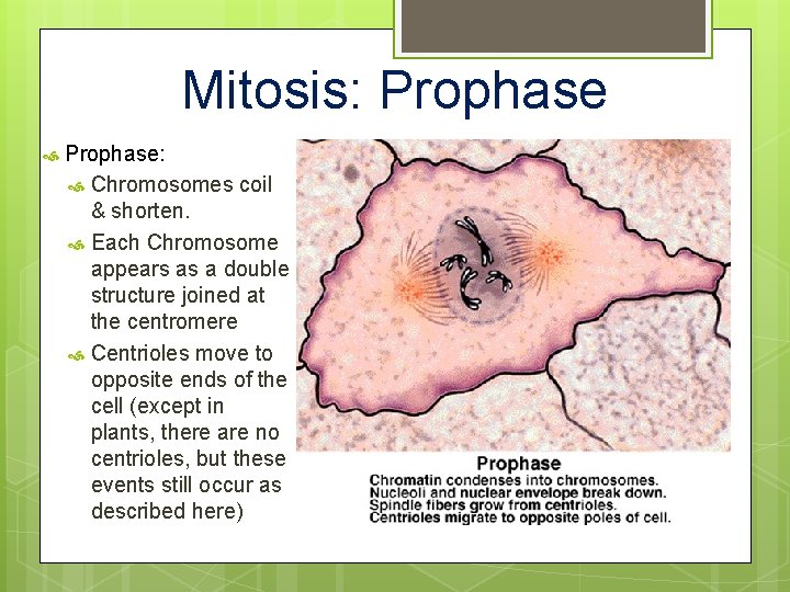 Process of Mitosis Is the precise distribution of