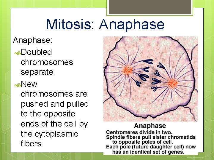 Process of Mitosis Is the precise distribution of