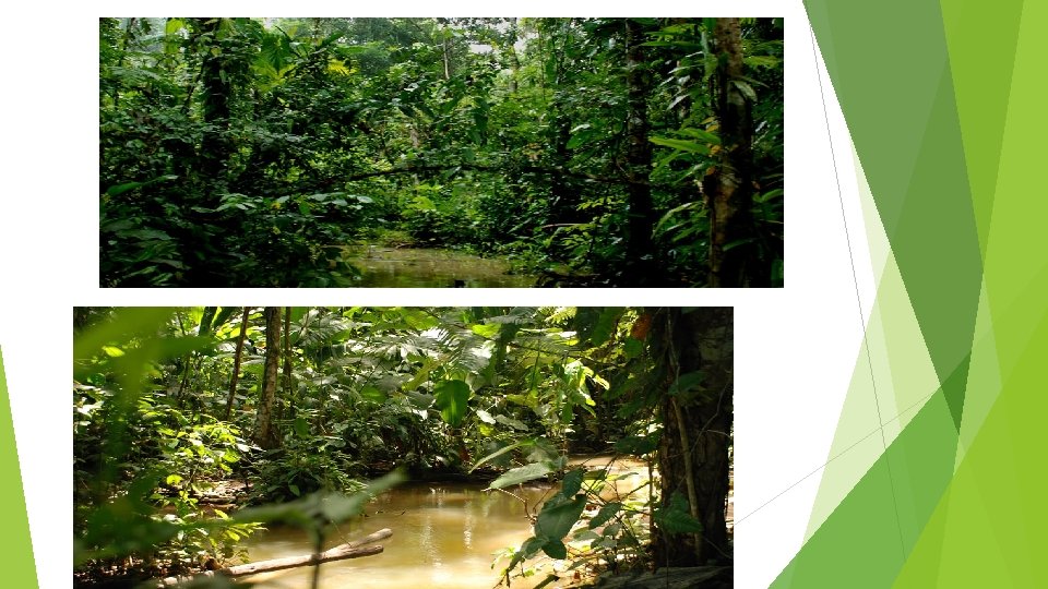 Presentacin del parque natural Jaramillo El Parque Nacional