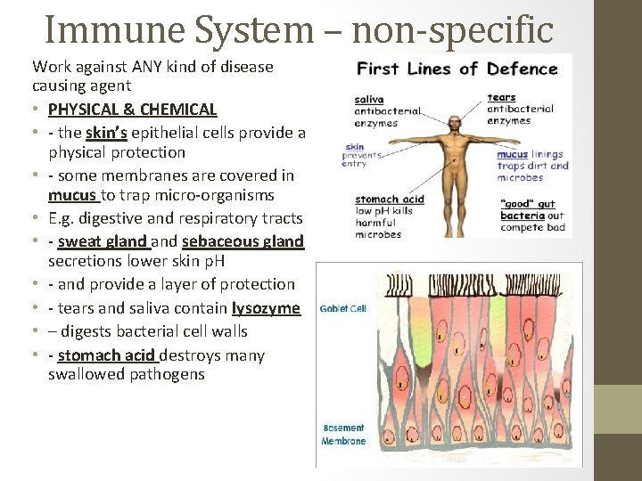 Immunology Public Health Immune System Learning Intentions Identify