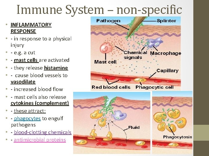 Immunology Public Health Immune System Learning Intentions Identify