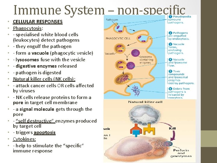 Immunology Public Health Immune System Learning Intentions Identify