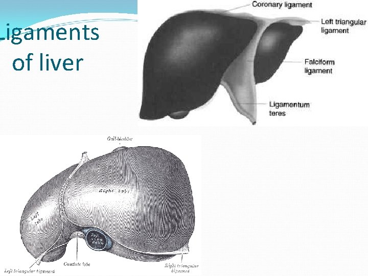 Liver and Spleen By Dr Muslim Kandel 2018