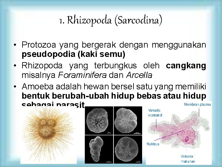 KINGDOM PROTISTA Kingdoms of the Living World 1