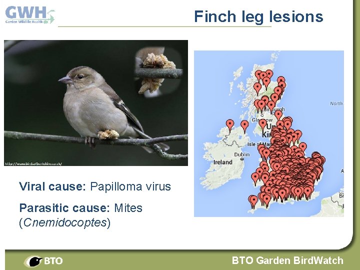 Disease Trichomonosis John Harding Finch trichomonosis Typical symptoms