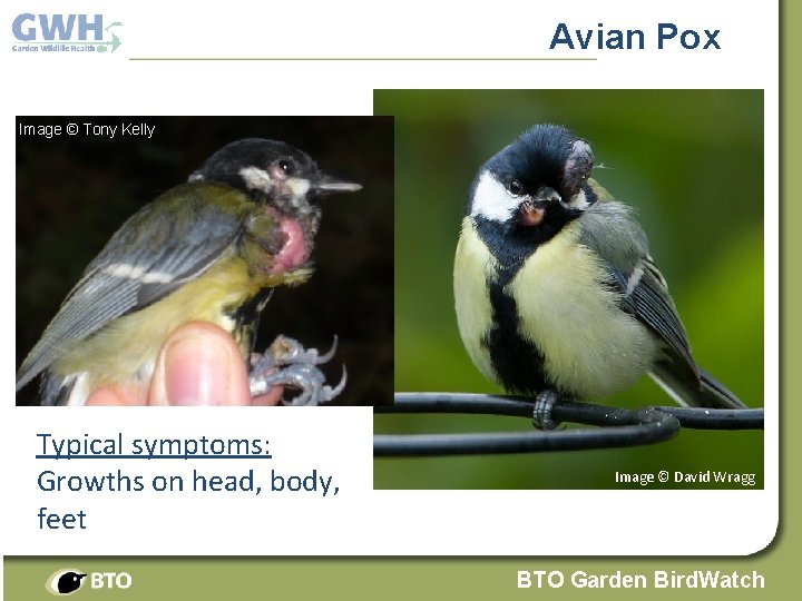 Disease Trichomonosis John Harding Finch trichomonosis Typical symptoms