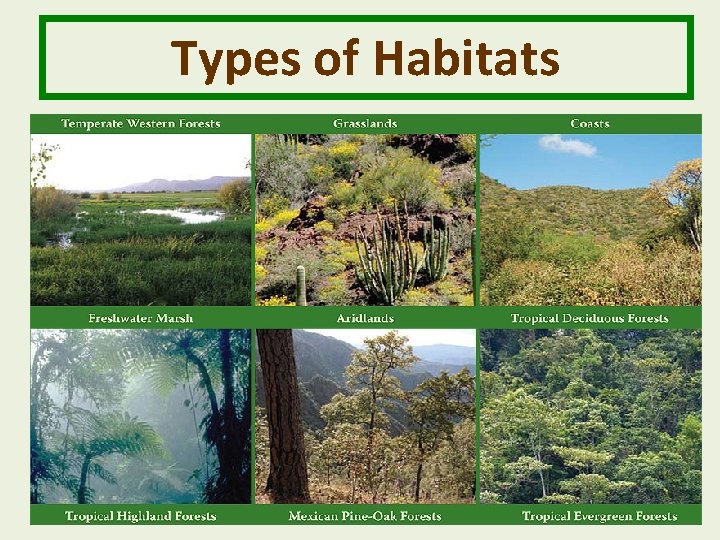 EQ What is an ecosystem Vocabulary Words Environment