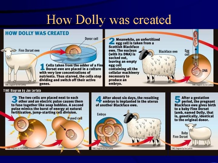 Biology Project Animal Cloning Content 1 Introduction 2
