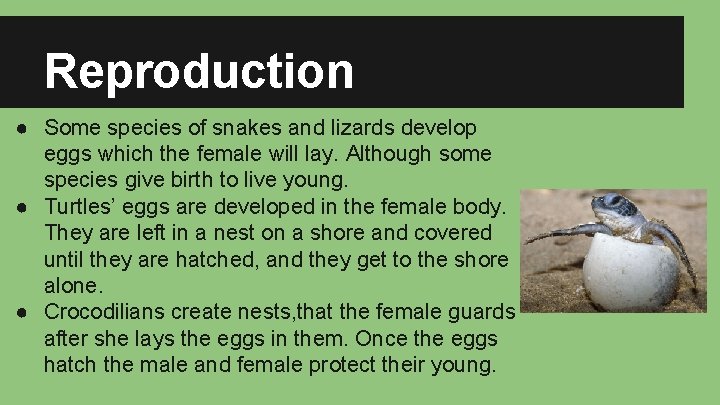 Reptiles By Fardeen Xacsiri Jessica Types of Reptiles