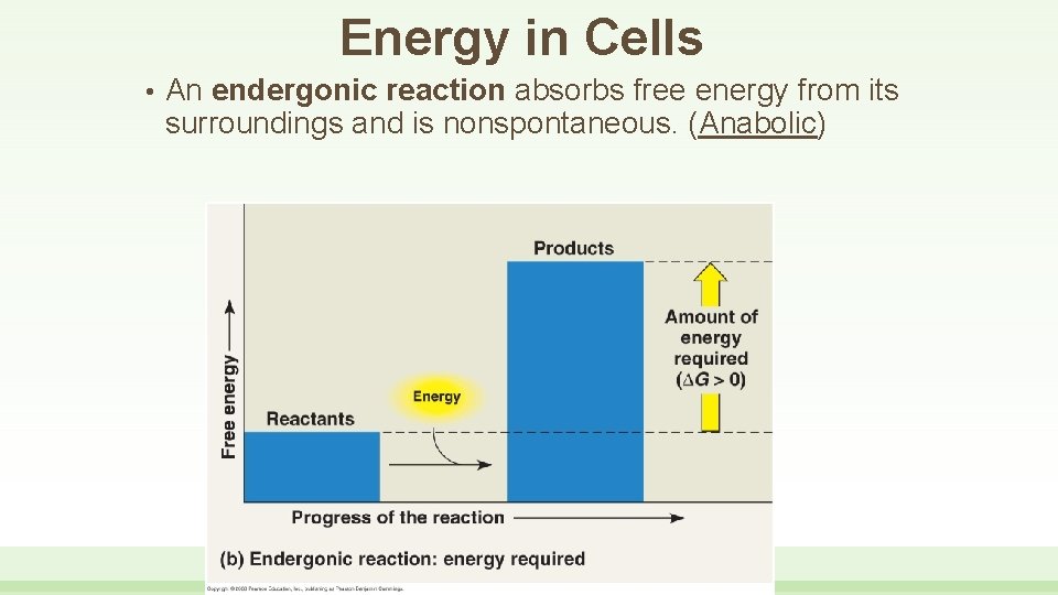 Chapter 6 Metabolism ENERGY AND ENZYMES Cellular Metabolism