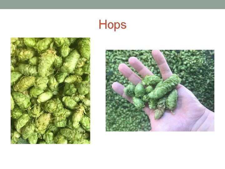 BEER 101 Max Finnance Advanced Cicerone Sixpoint Brewery